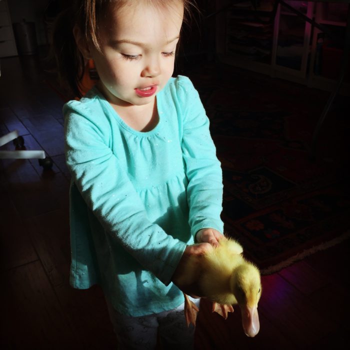 Raising Chickens and Children - Backyard Poultry